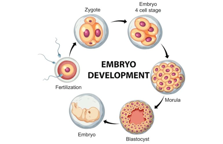 Stages of Development - Fertility Solutions