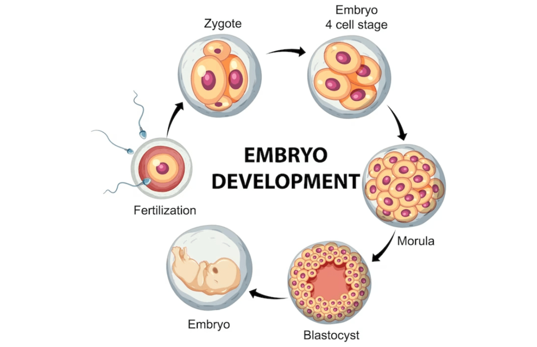Stages Of Development Fertility Solutions Stages Of Development Fertility Solutions
